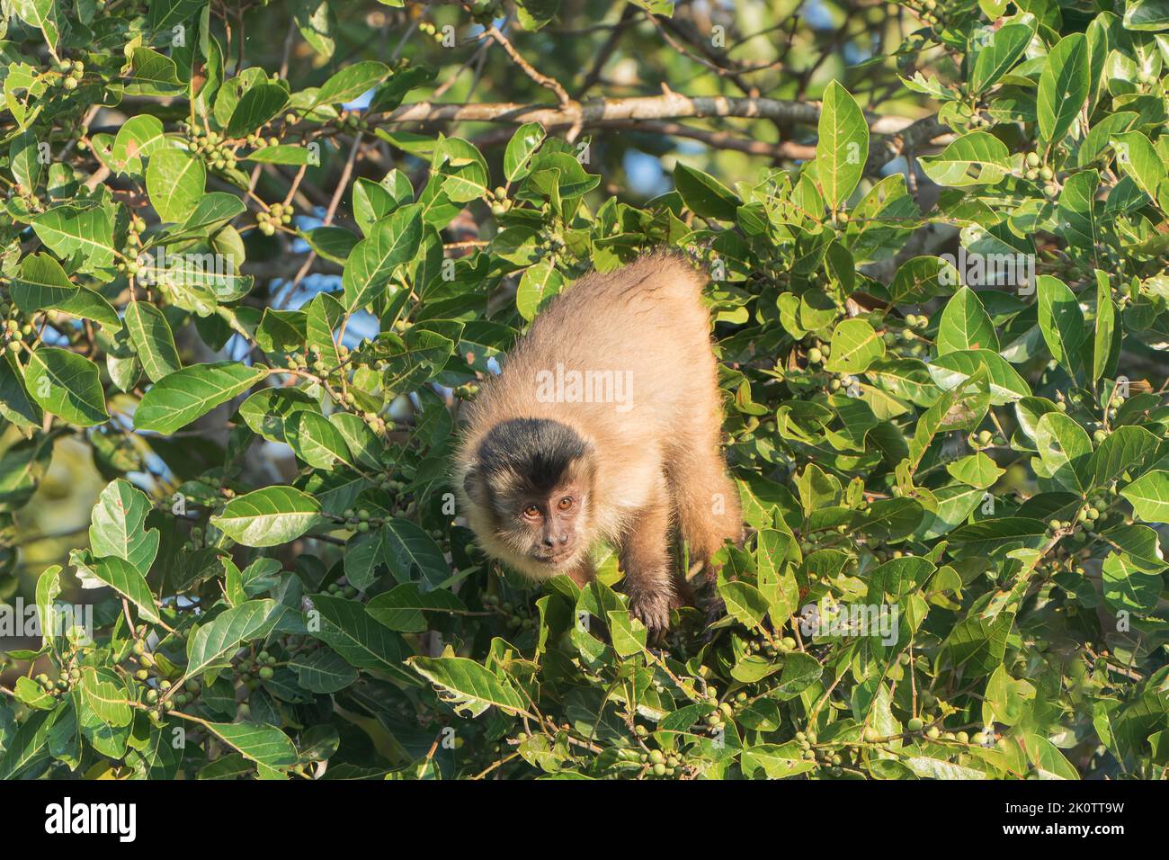 black howler monkey or black-and-gold howler monkey, Alouatta caraya ...