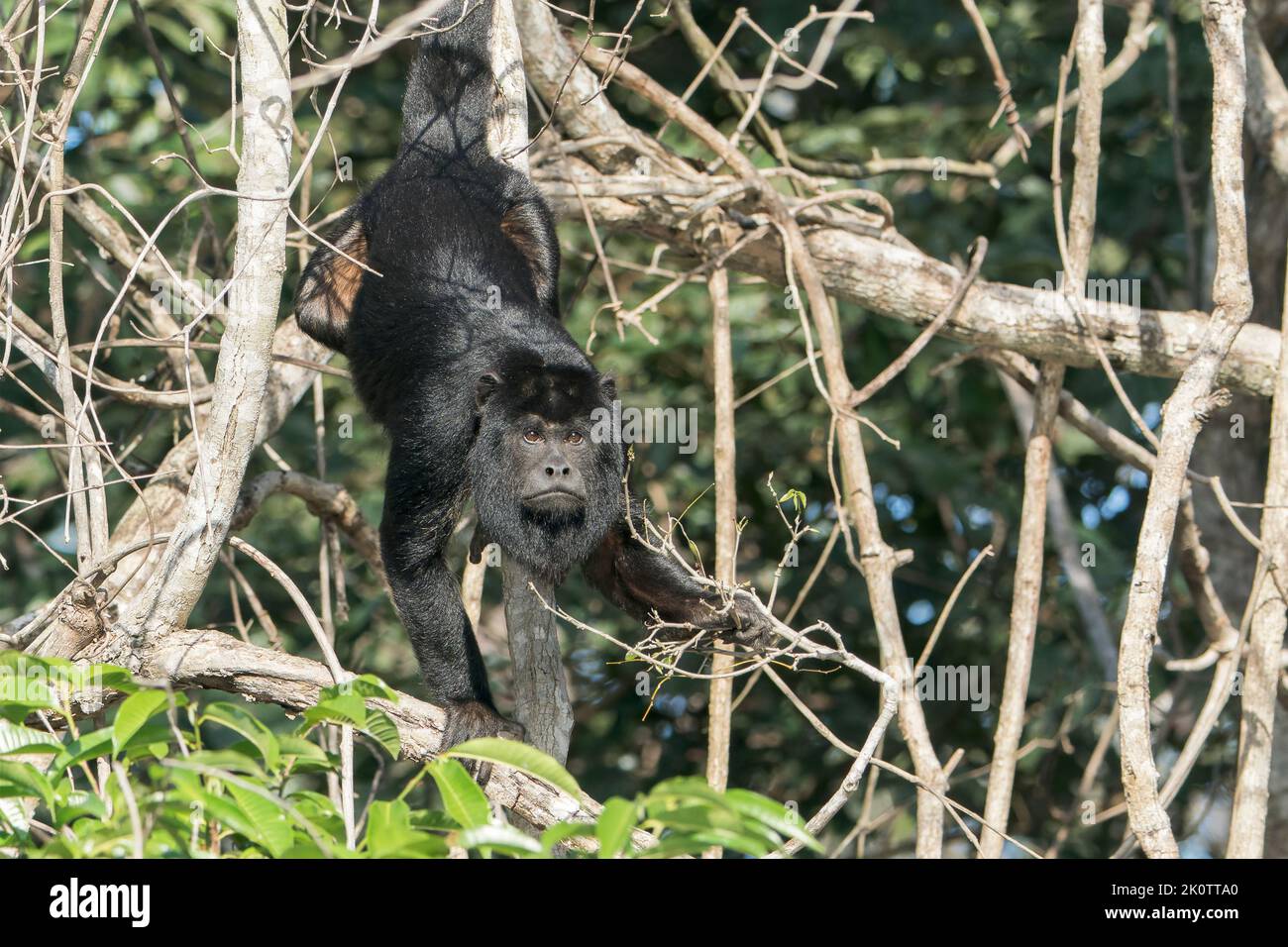 black howler monkey or black-and-gold howler monkey, Alouatta caraya ...