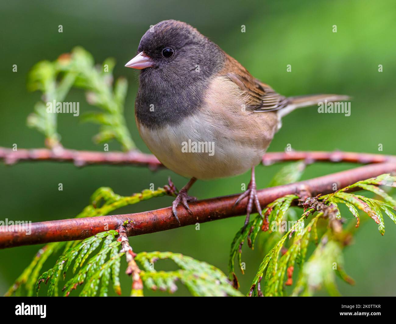 A Dark-eyed Junco (Junco hyemalis) perched on a cedar tree branch Stock ...
