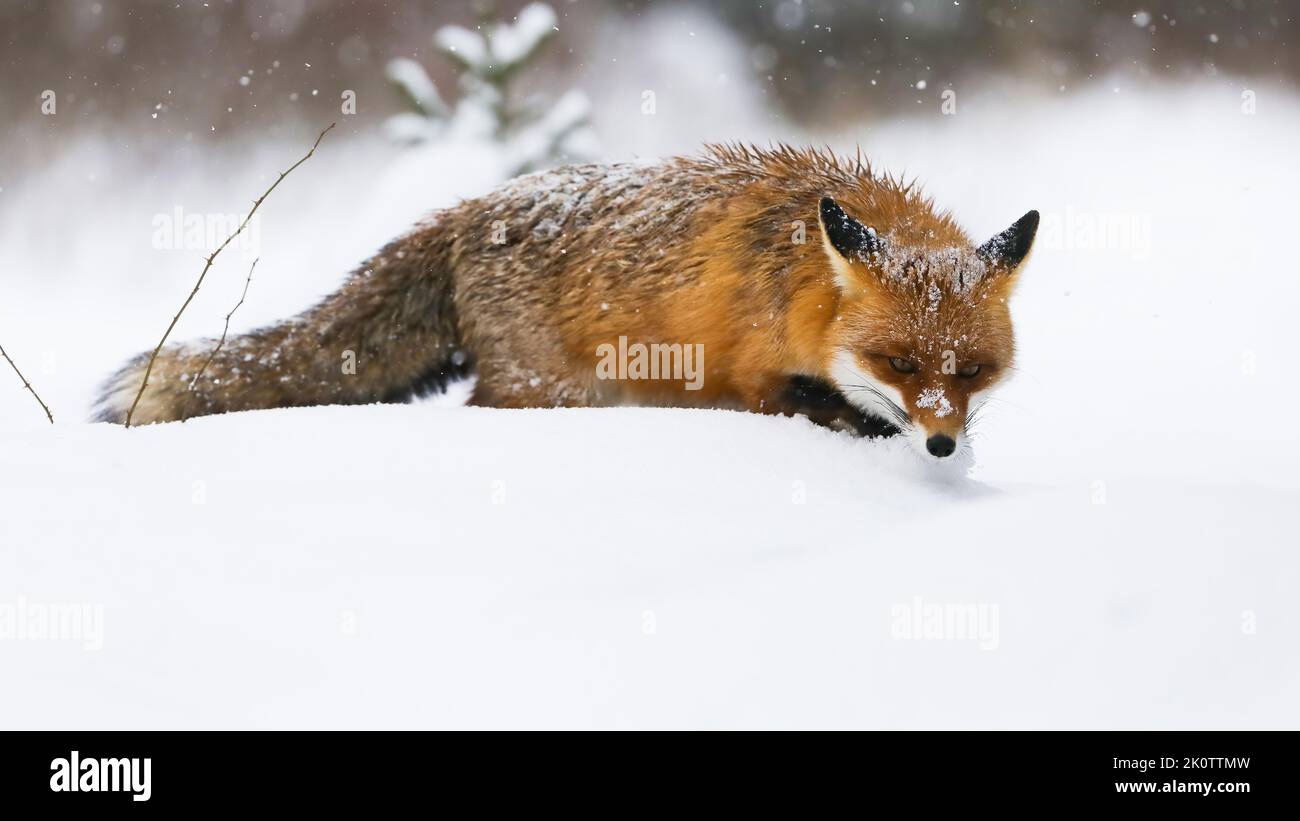 Red fox wading in deep snow in wintertime nature during snowing Stock ...