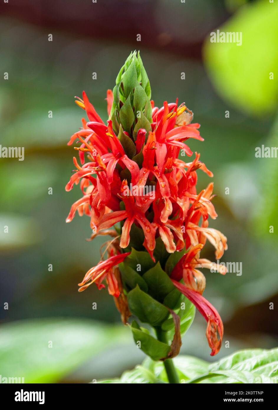 Philippines Cebu, 2022 Stock Photo - Alamy