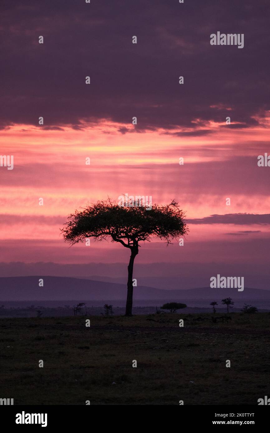 Kenya, Naibosho, 2022-02-15. The sun rises over the Niabosho National ...