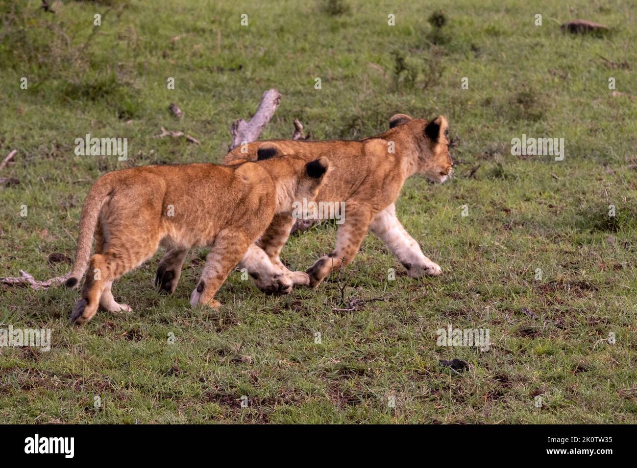 Kenya, Naibosho, 2022-02-15. Two lion cubs walking in Niabosho National ...