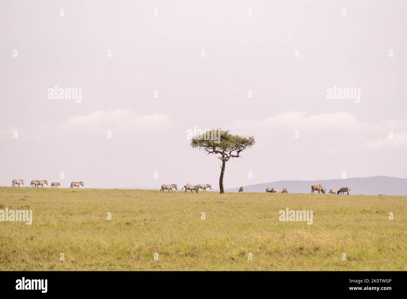 Kenya, Naibosho, 2022-02-15. Zebra and antelope grazing on a plain ...