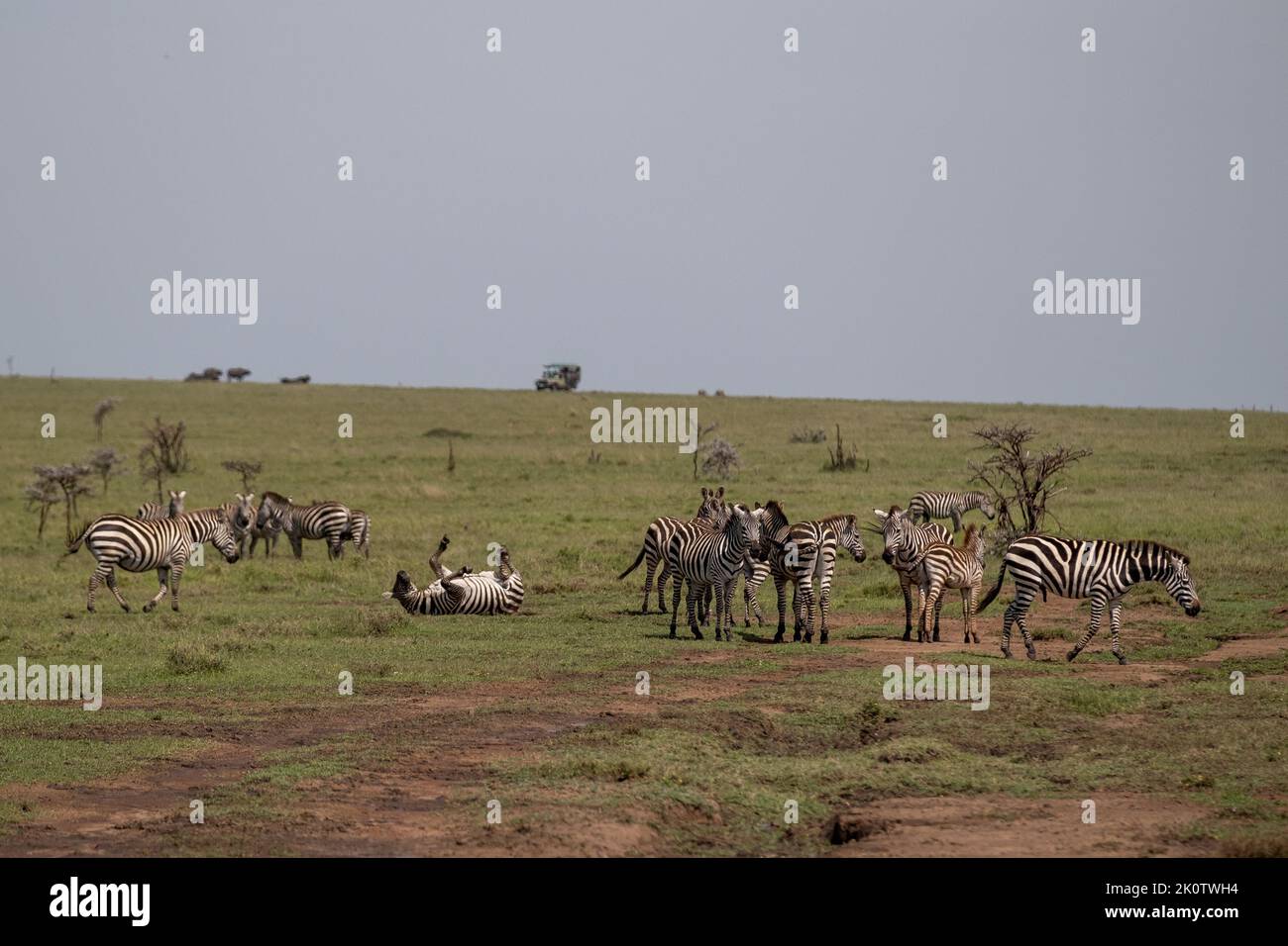 Kenya, Naibosho, 2022-02-15. Zebra and antelope grazing on a plain ...