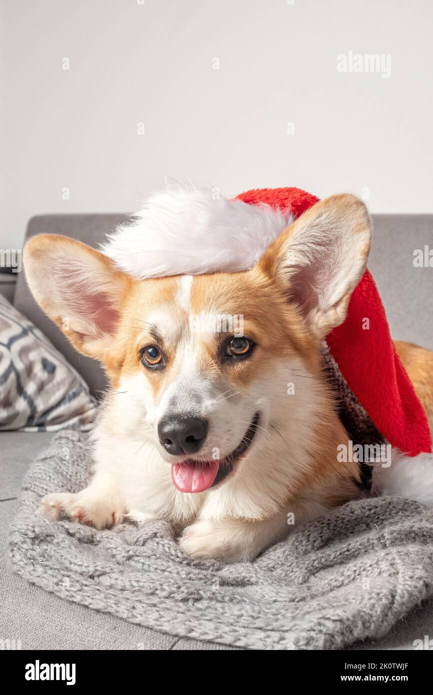 Welsh Corgi with red christmas hat Stock Photo - Alamy