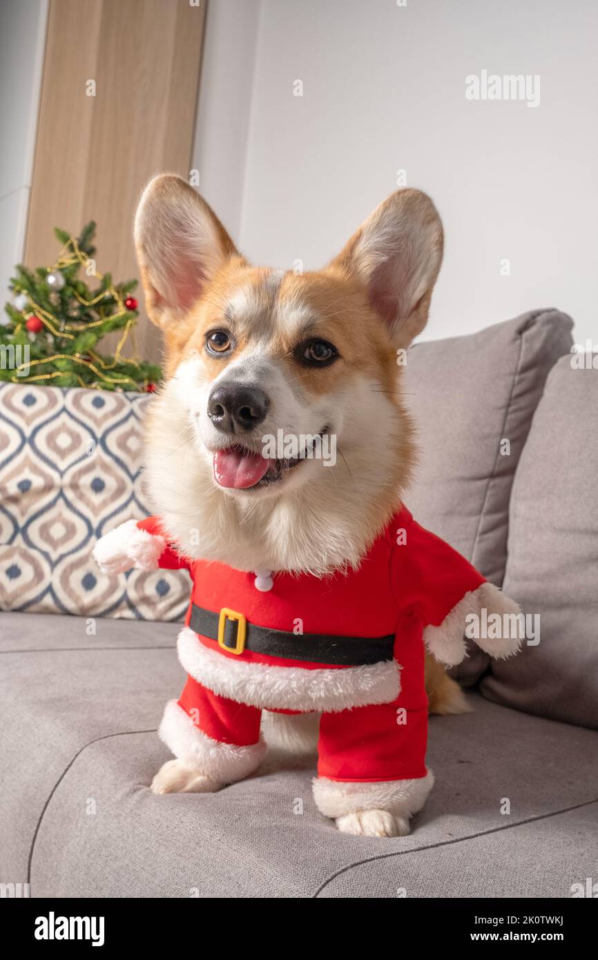 Welsh Corgi with red christmas hat Stock Photo - Alamy