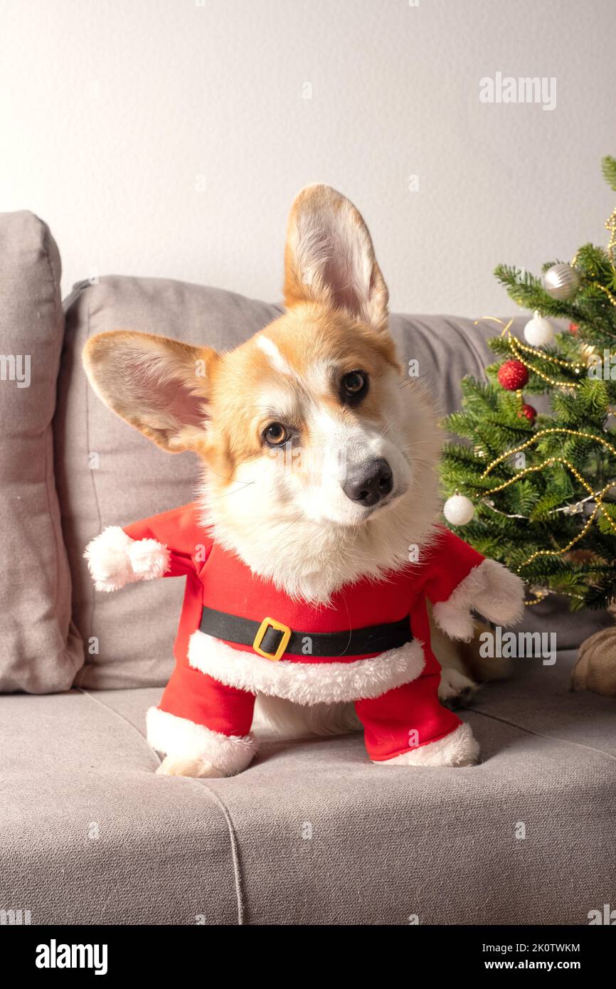 Welsh Corgi with red christmas hat Stock Photo - Alamy