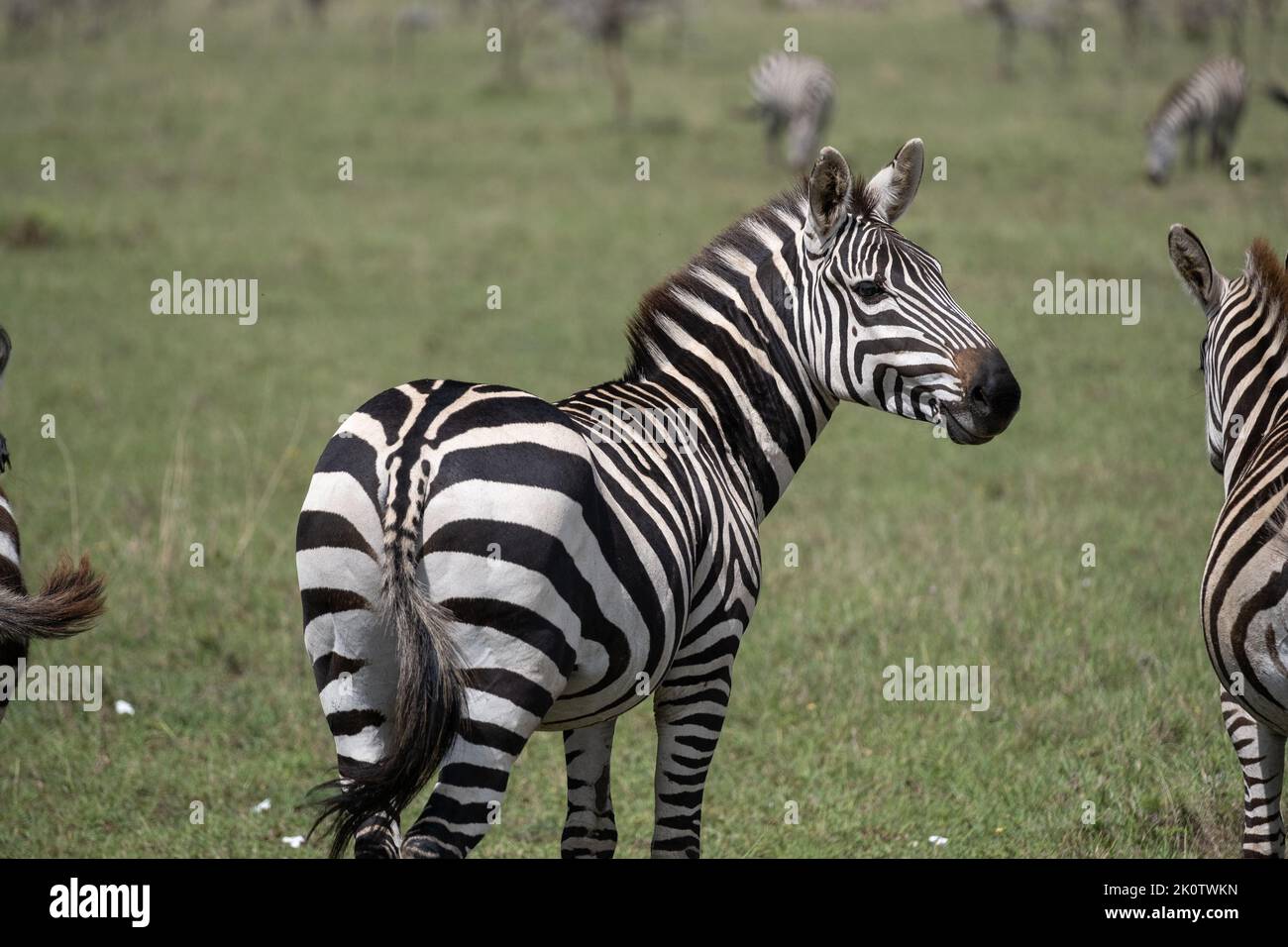 Kenya, Naibosho, 2022-02-15. Zebra grazing on a plain. Photograph by ...