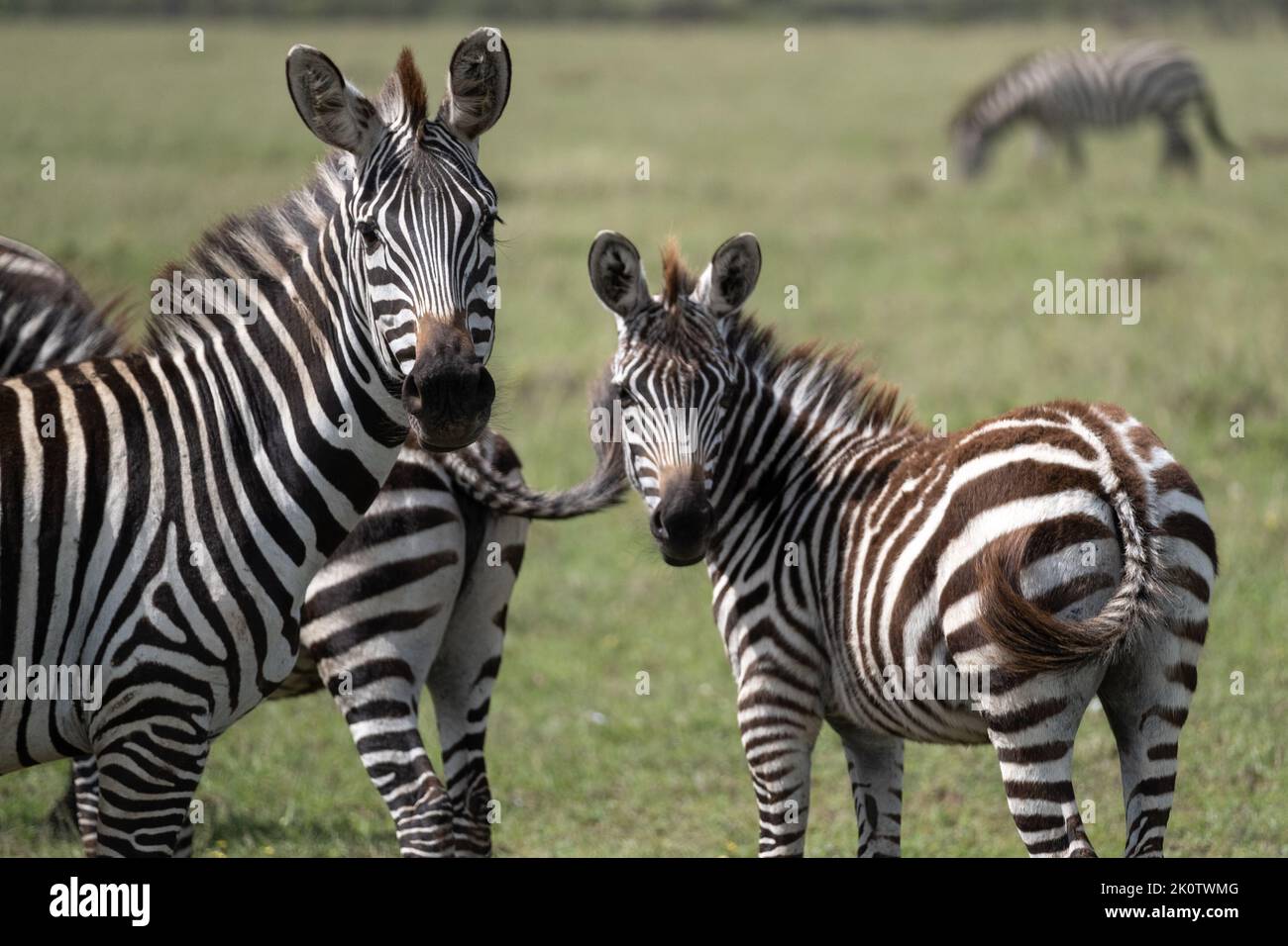 Naibosho hi-res stock photography and images - Alamy