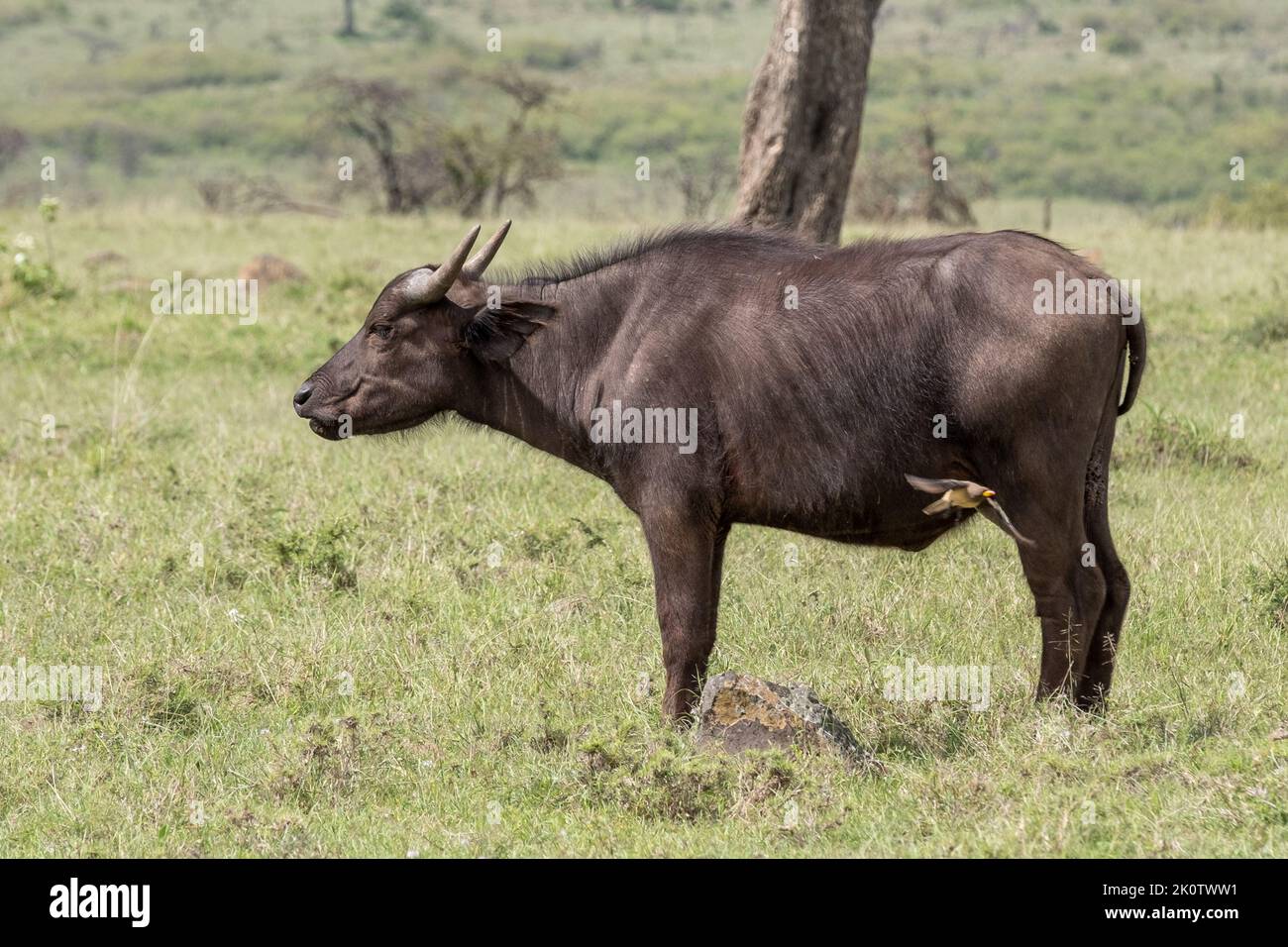 Kenya, Naibosho, 2022-02-15. A buffalo grazes on a plain. Birds are on ...