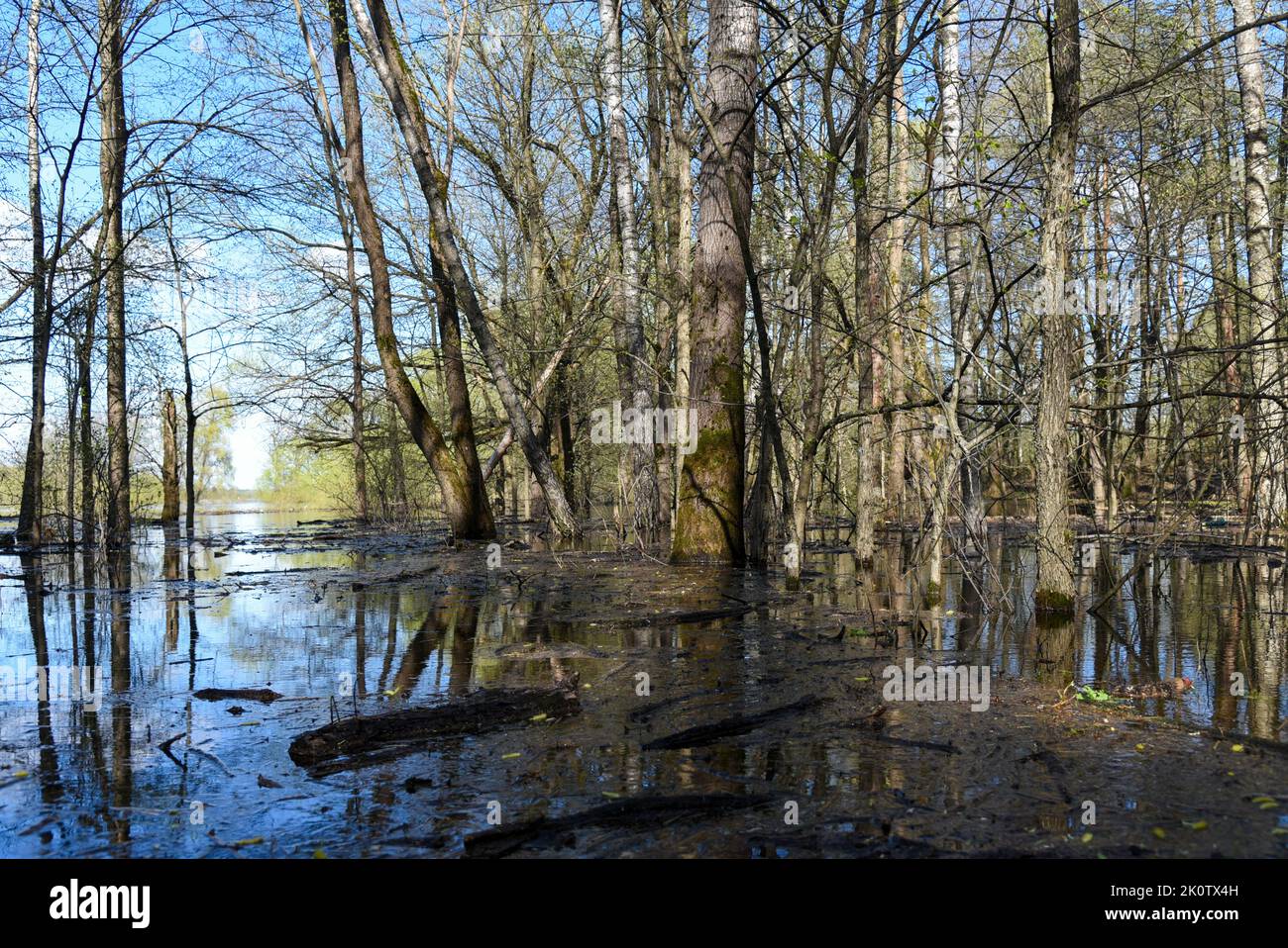 Trunks of trees in the water during spring snowmelt Stock Photo - Alamy