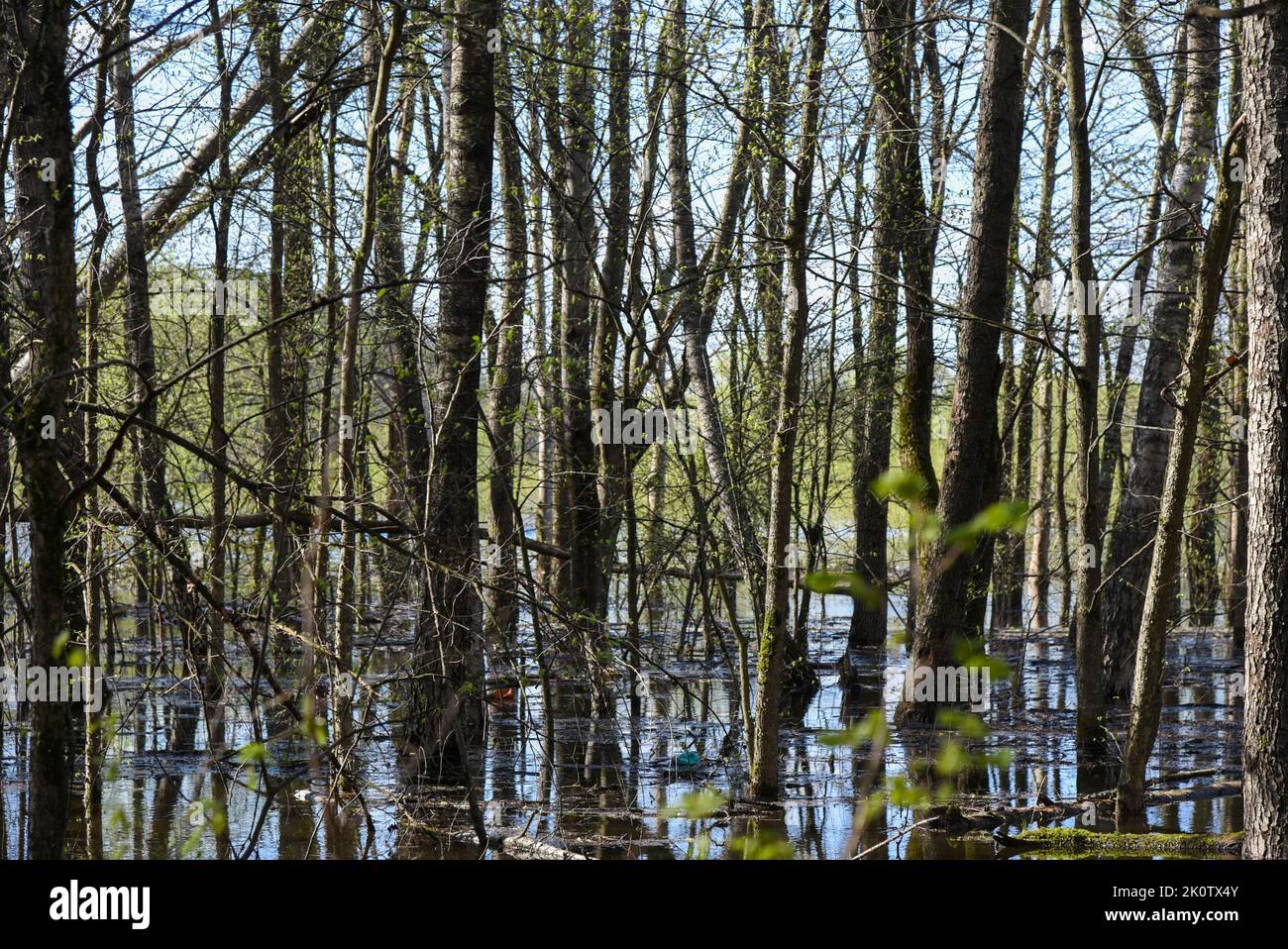 Trunks of trees in the water during spring snowmelt Stock Photo - Alamy