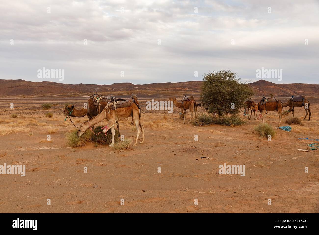 Camel leg legs hi-res stock photography and images - Alamy