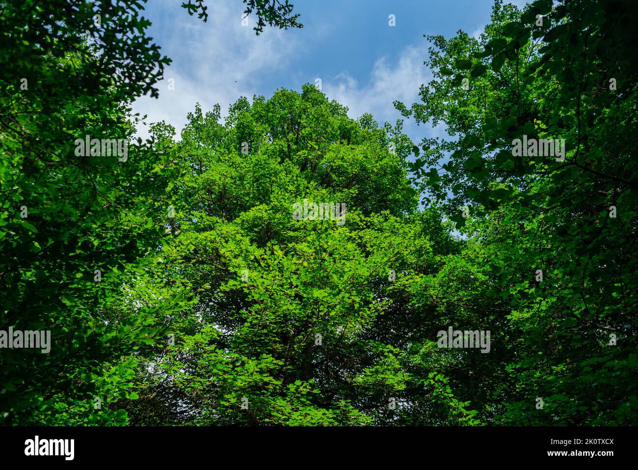 untouched lake formation in the forest , colorful forest landscapes ...