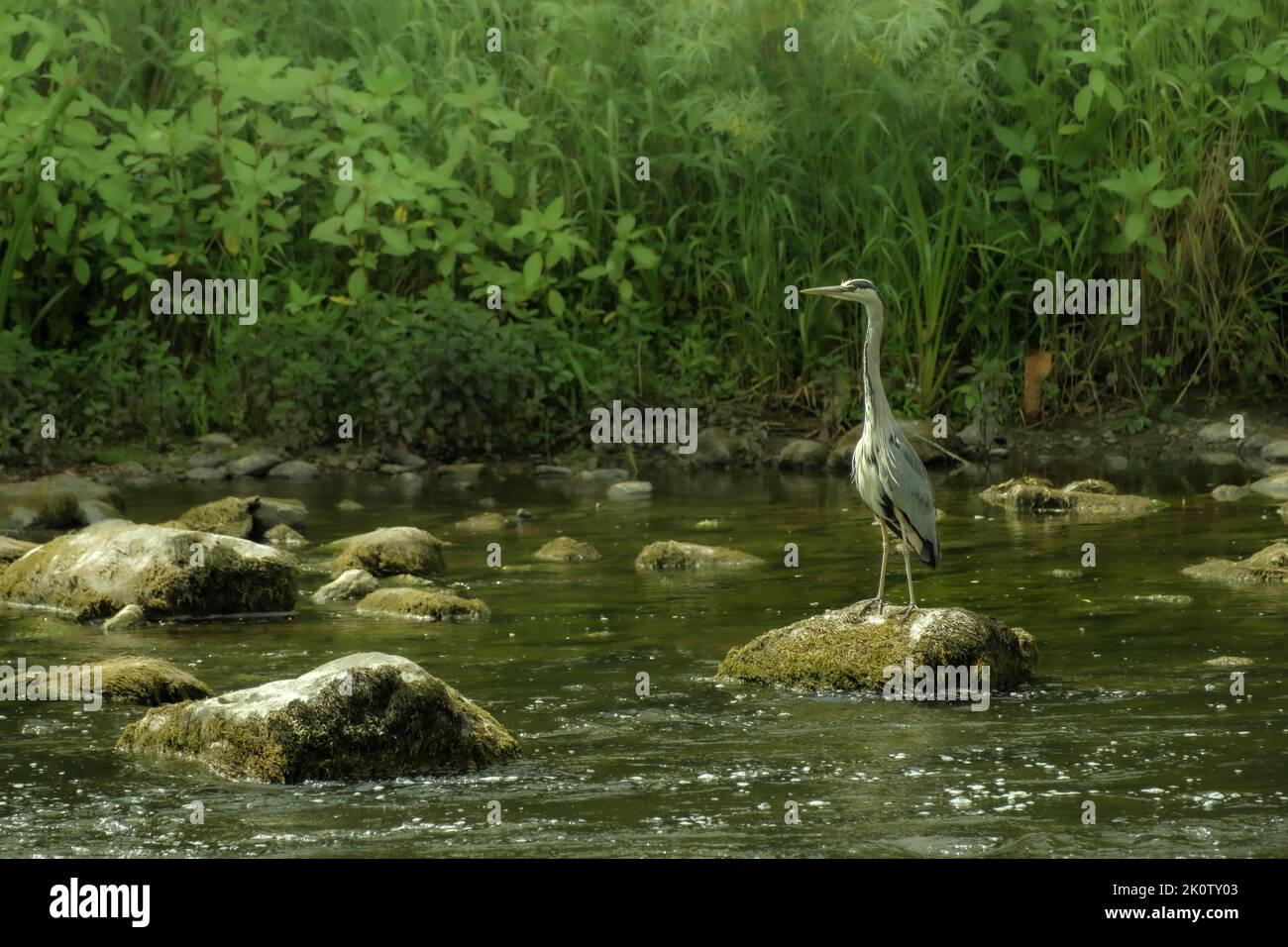 A closeup shot of a grey heron standing on a rock in the water Stock ...