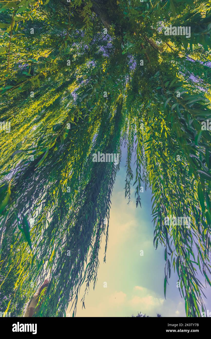 scenic green willow tree outdoors in spring nature Stock Photo - Alamy