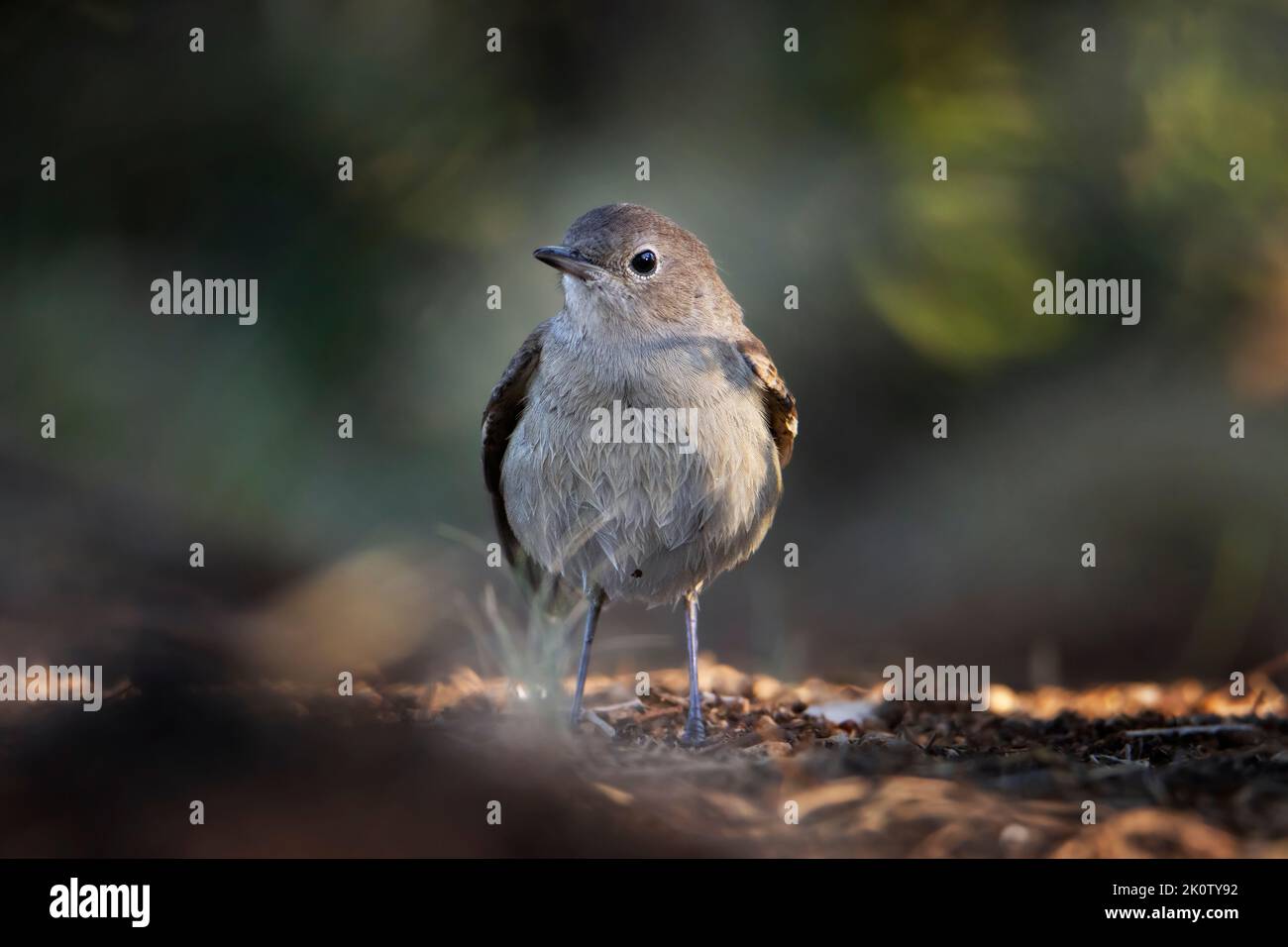 Young specimen of black redstart (Phoenicurus ochruros Stock Photo - Alamy