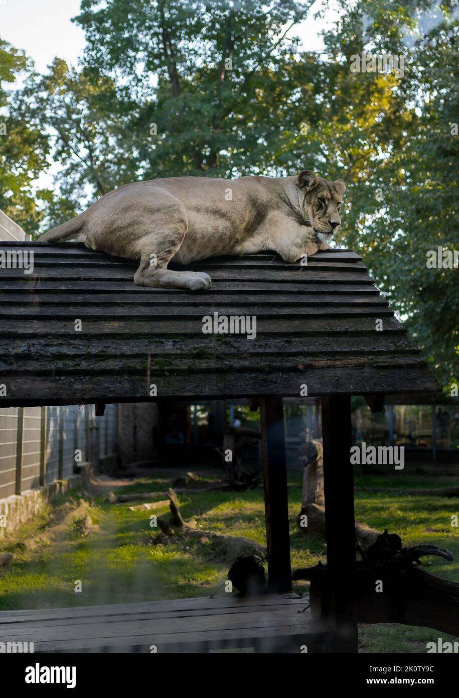 A lioness lying in a zoo Stock Photo - Alamy