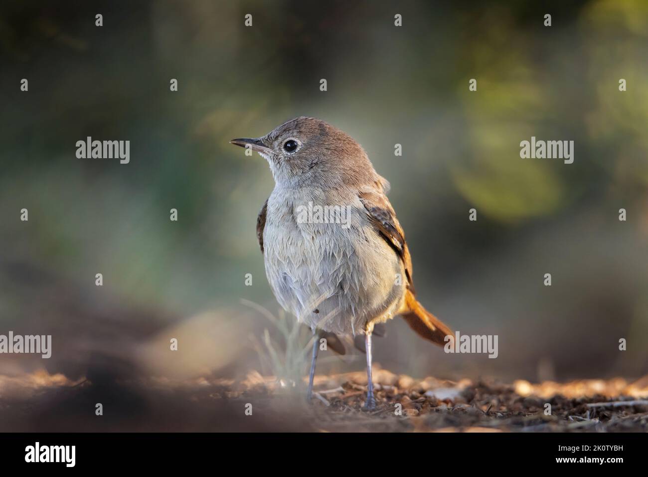 Young specimen of black redstart (Phoenicurus ochruros Stock Photo - Alamy