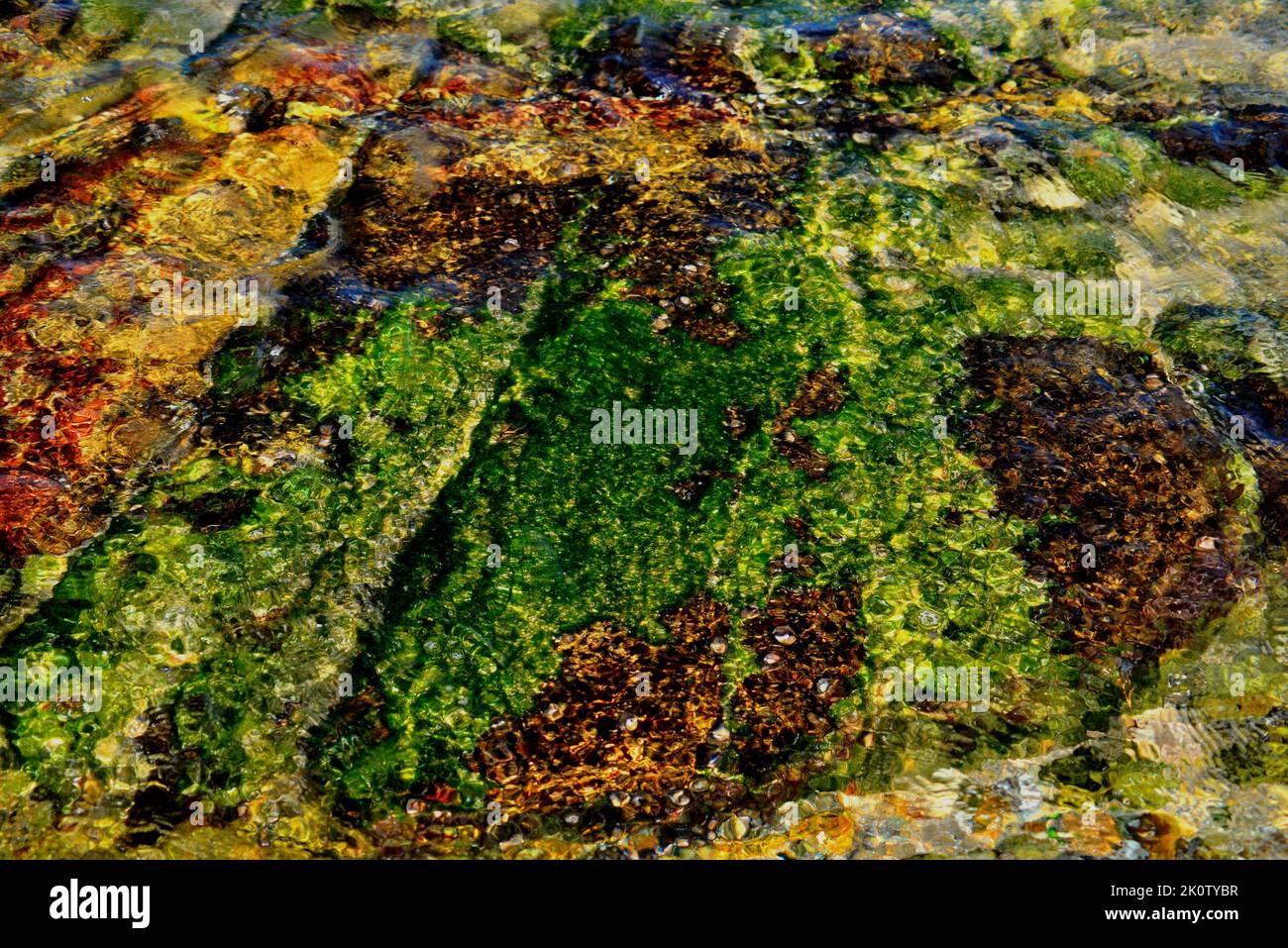 Naturally colored rocks among algae and calcium carbonate in the ocean ...