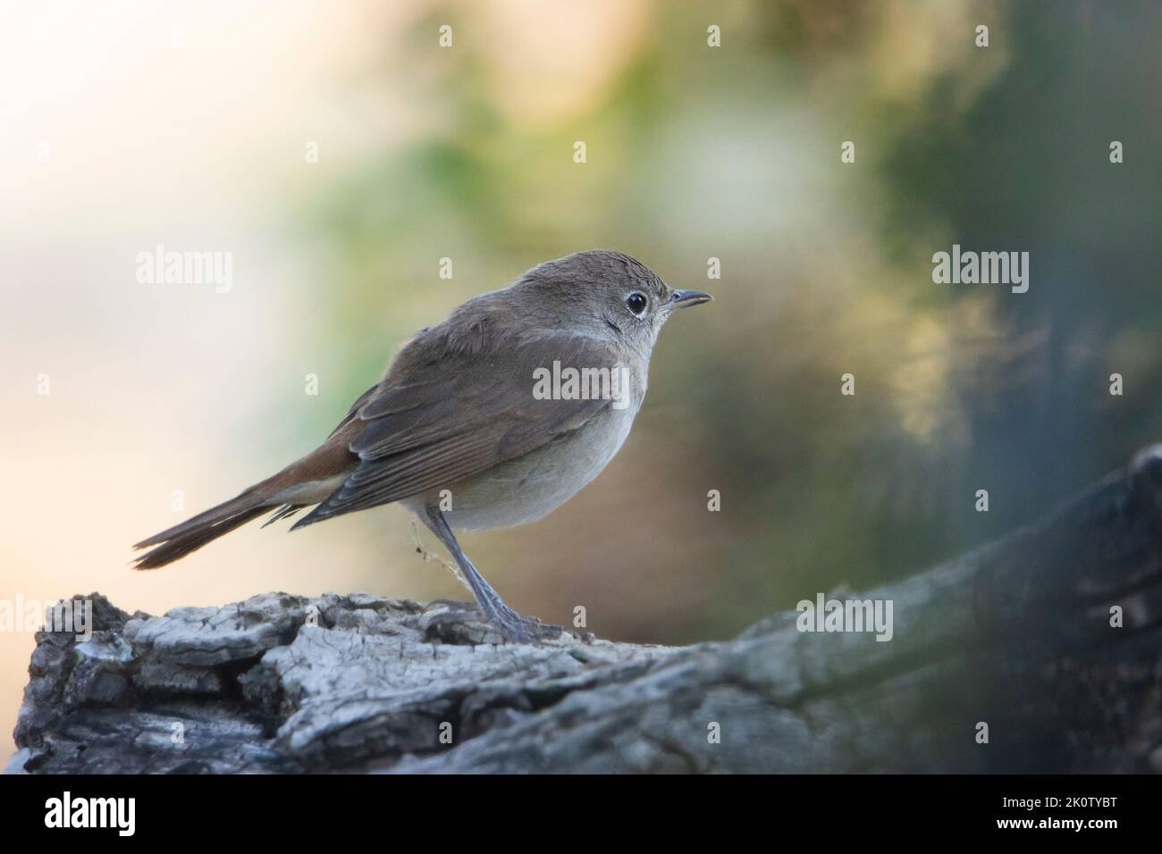 Young specimen of black redstart (Phoenicurus ochruros Stock Photo - Alamy