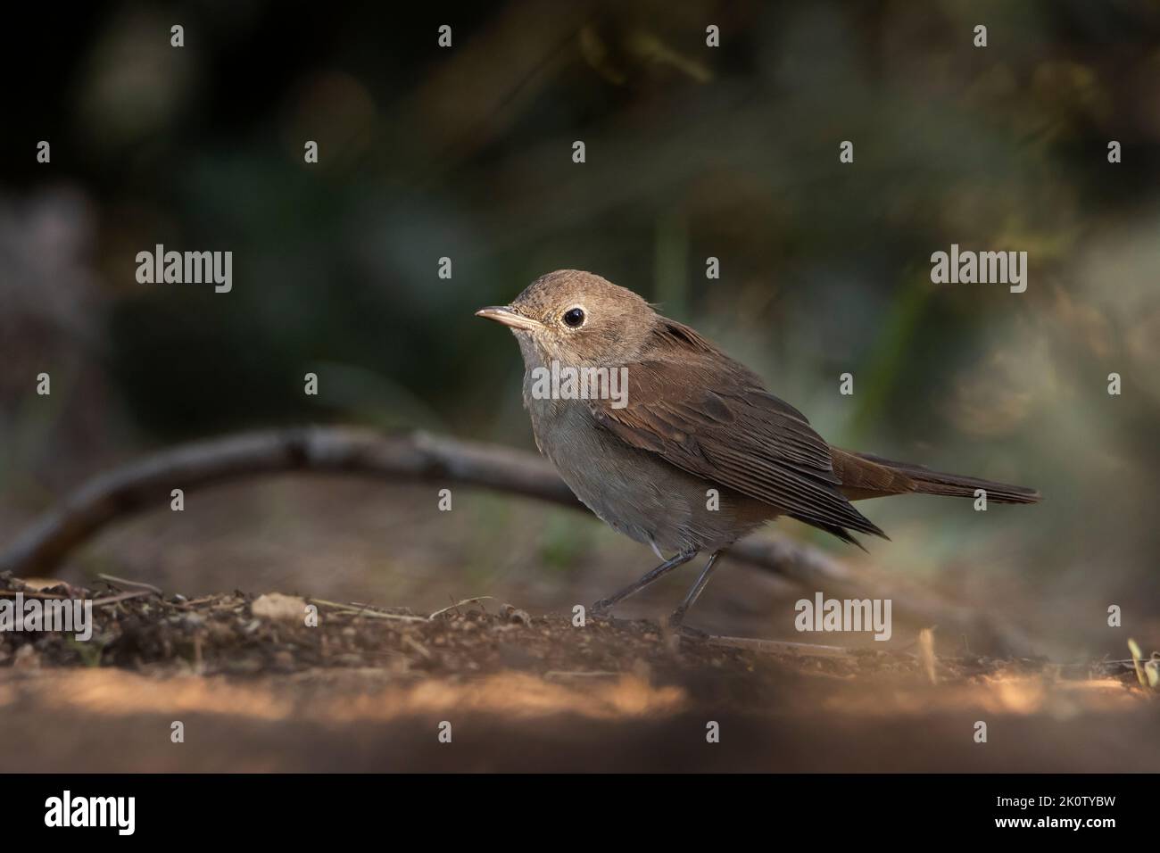 Young specimen of black redstart (Phoenicurus ochruros Stock Photo - Alamy