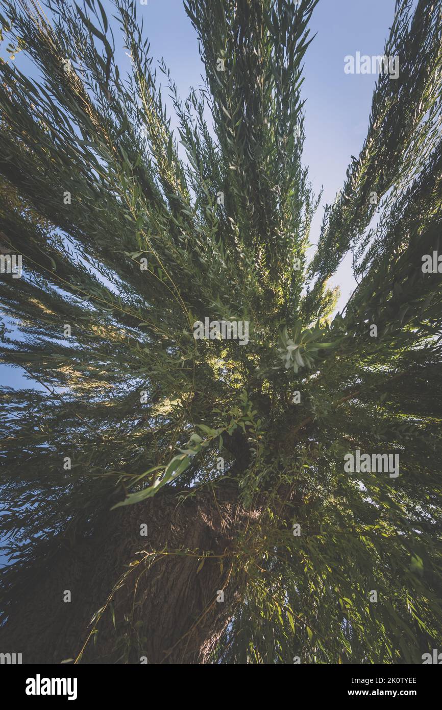 scenic green willow tree outdoors in spring nature Stock Photo - Alamy