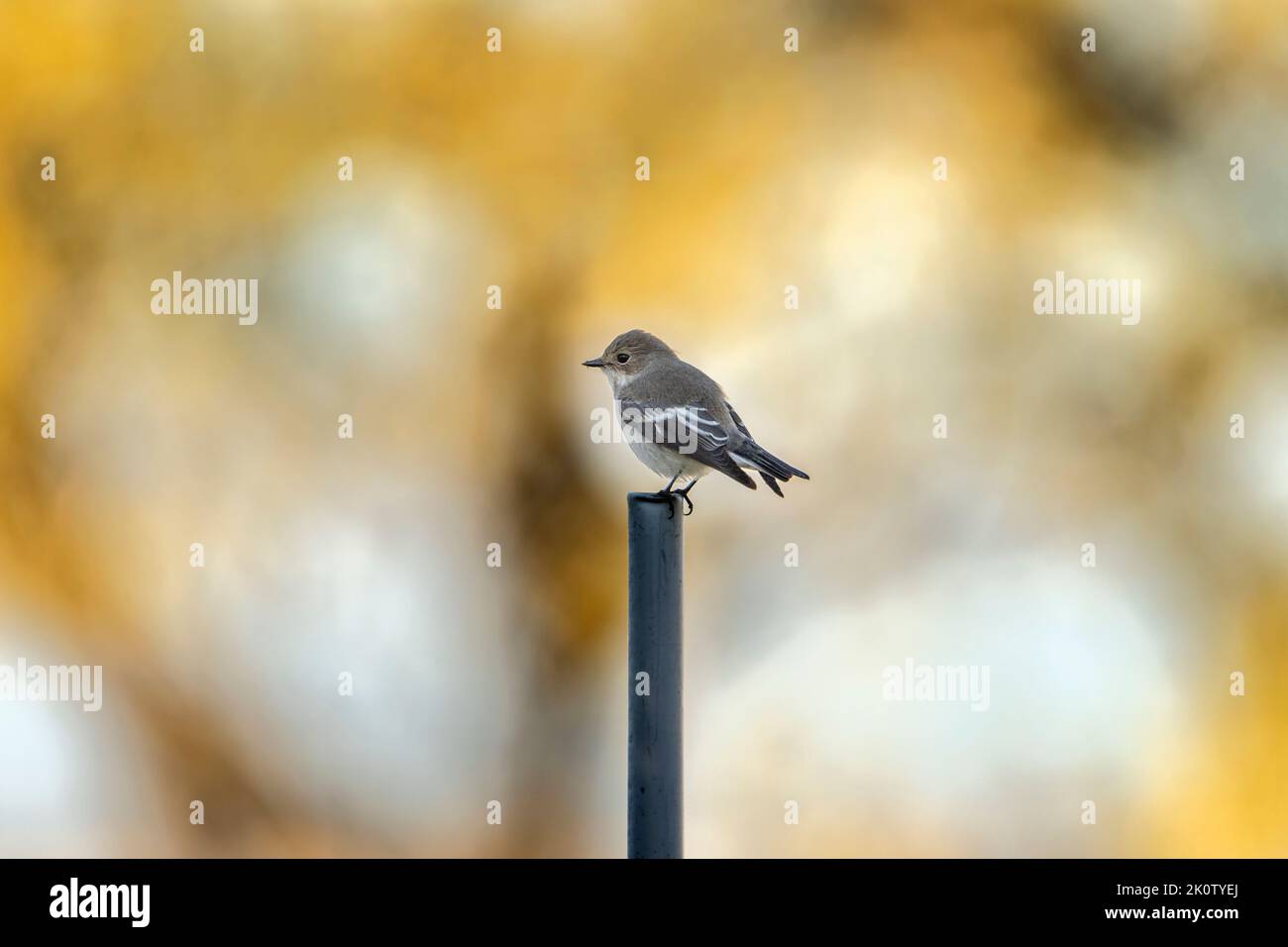 European flied flycatcher (Fycedula hypoleuca Stock Photo - Alamy