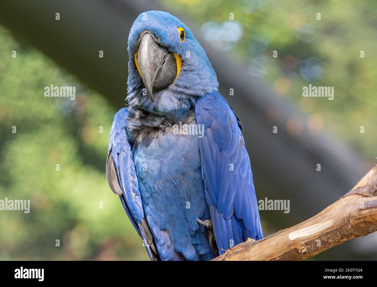 The hyacinth macaw is a blue-eyed parrot endemic to South America. With ...