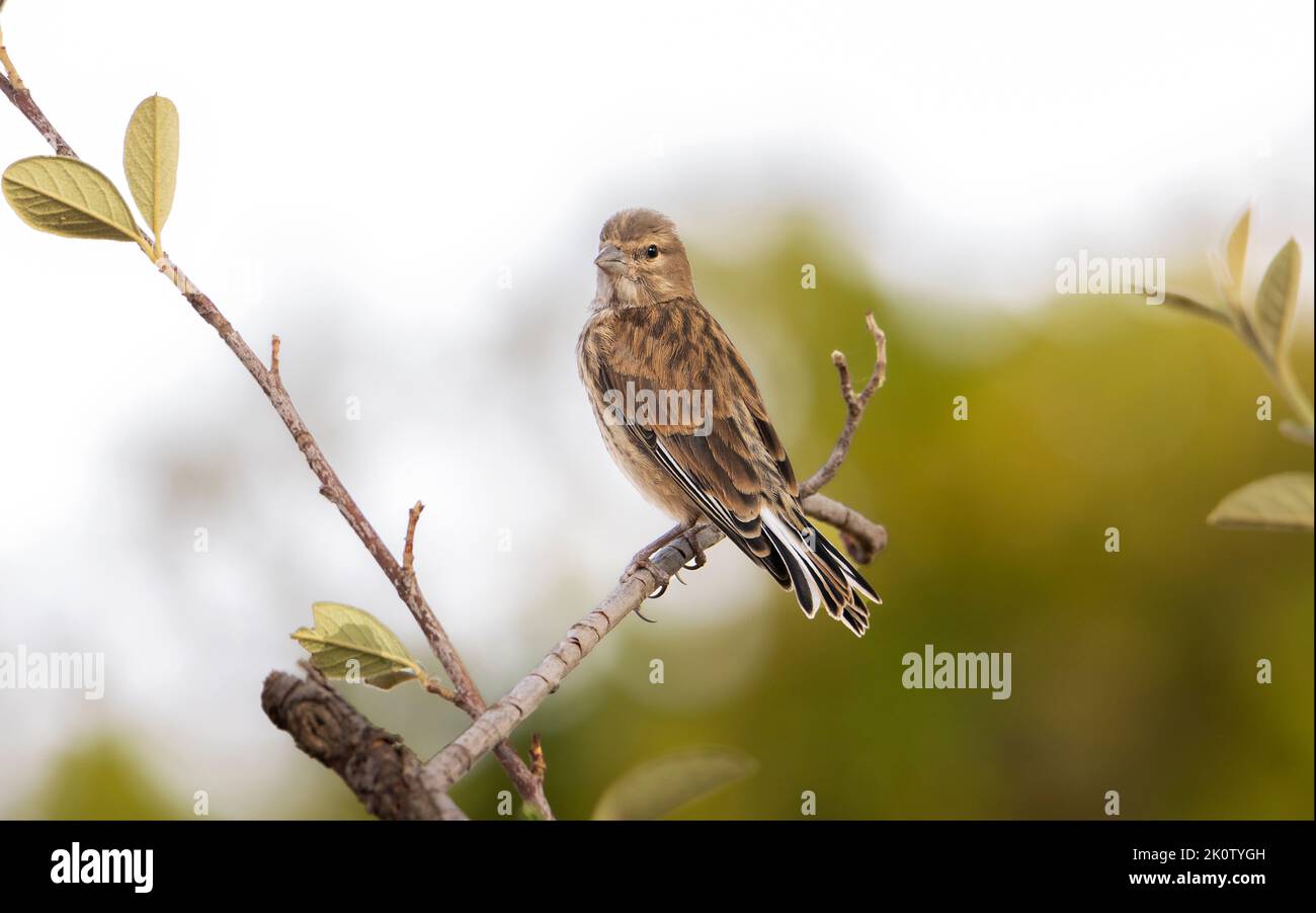 Linnaria hi-res stock photography and images - Alamy