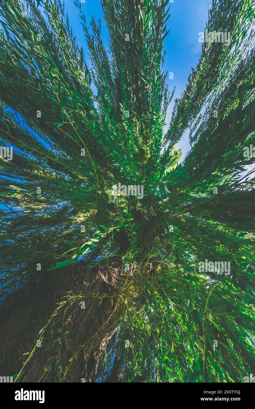 scenic green willow tree outdoors in spring nature Stock Photo - Alamy