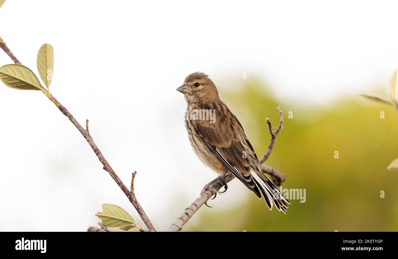 Linnaria hi-res stock photography and images - Alamy