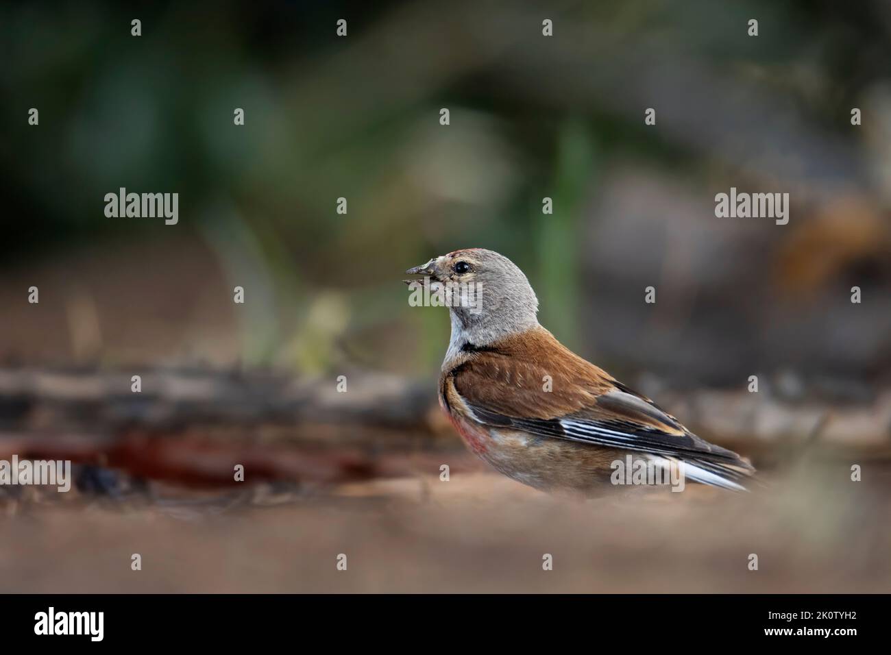 Linnaria hi-res stock photography and images - Alamy