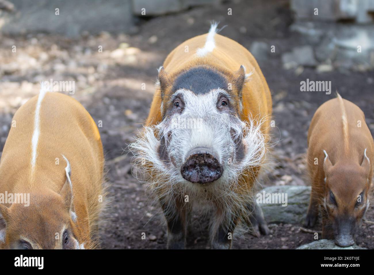 The red river hog, or river hog, is a species of mammal in the pig ...