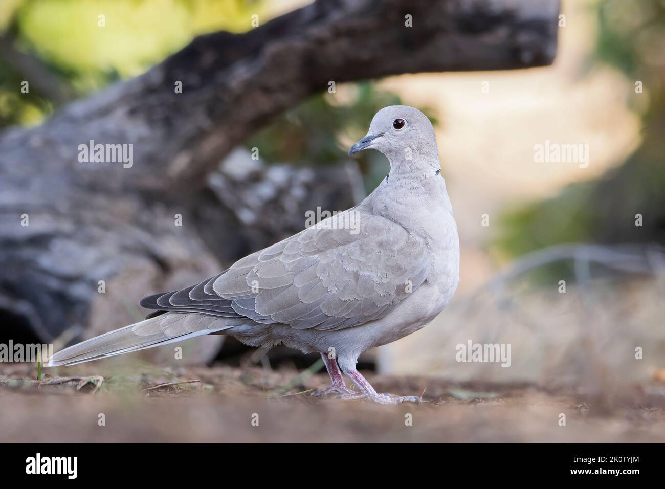 Eurasian collared dove Stock Photo - Alamy