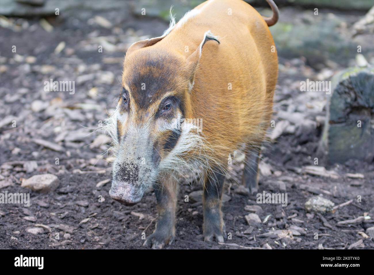 The red river hog, or river hog, is a species of mammal in the pig ...