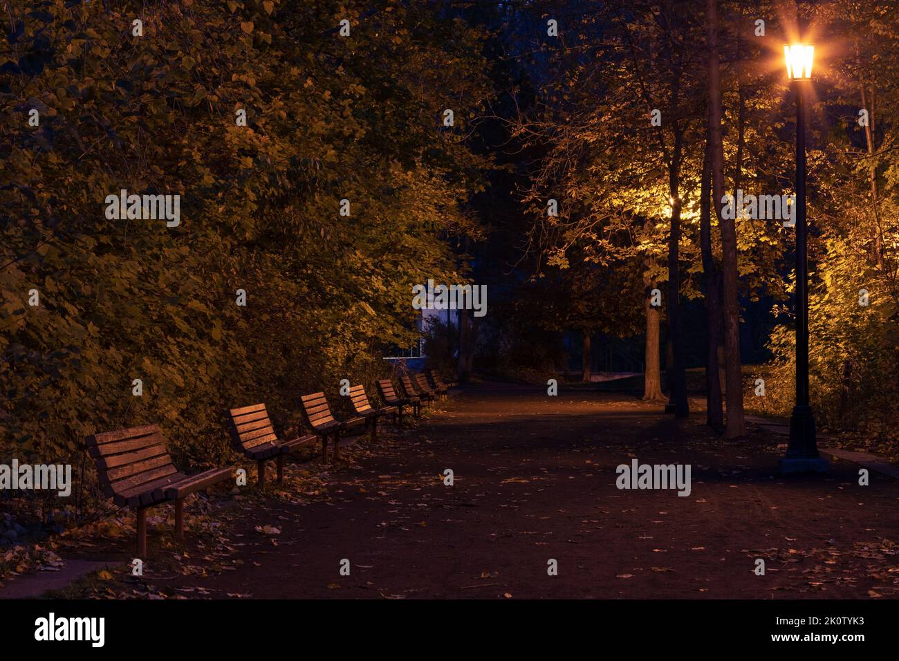 Dark Path Lined with Trees and Benches at Night with Street Light Stock ...