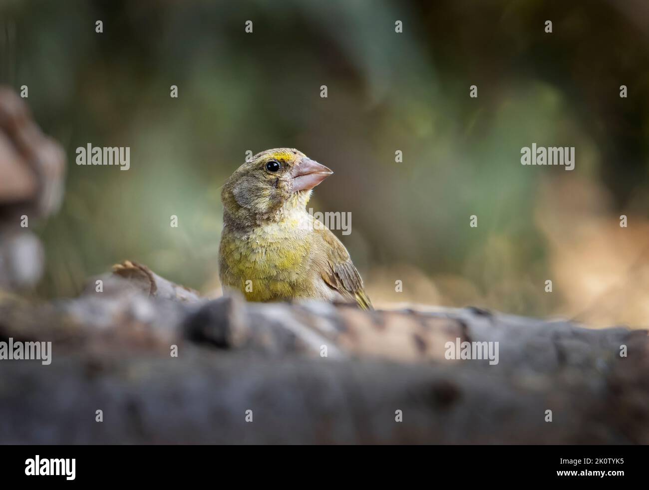 Biodiversity specimen hi-res stock photography and images - Alamy