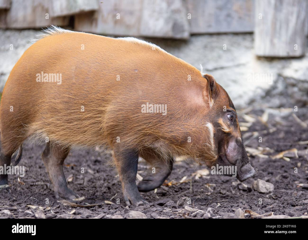 Young large happy family hi-res stock photography and images - Alamy