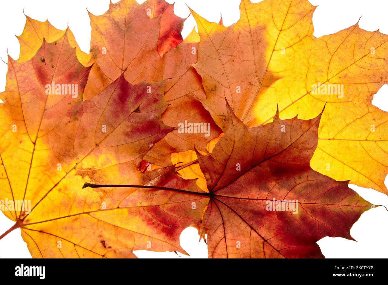 Autumn maple leaves isolated on white background Stock Photo - Alamy