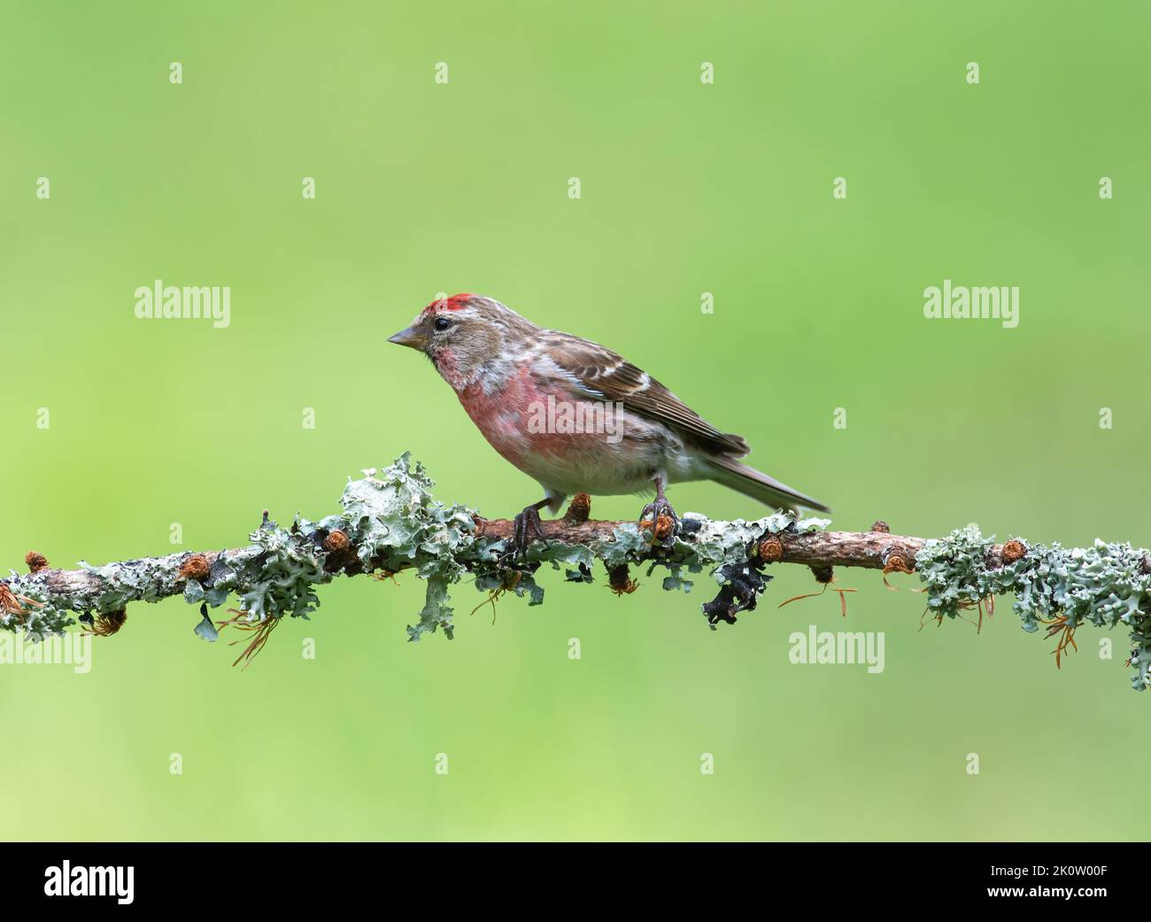 Common Redpoll, Male, Acanthis Flammea, perched on a lichen covered ...