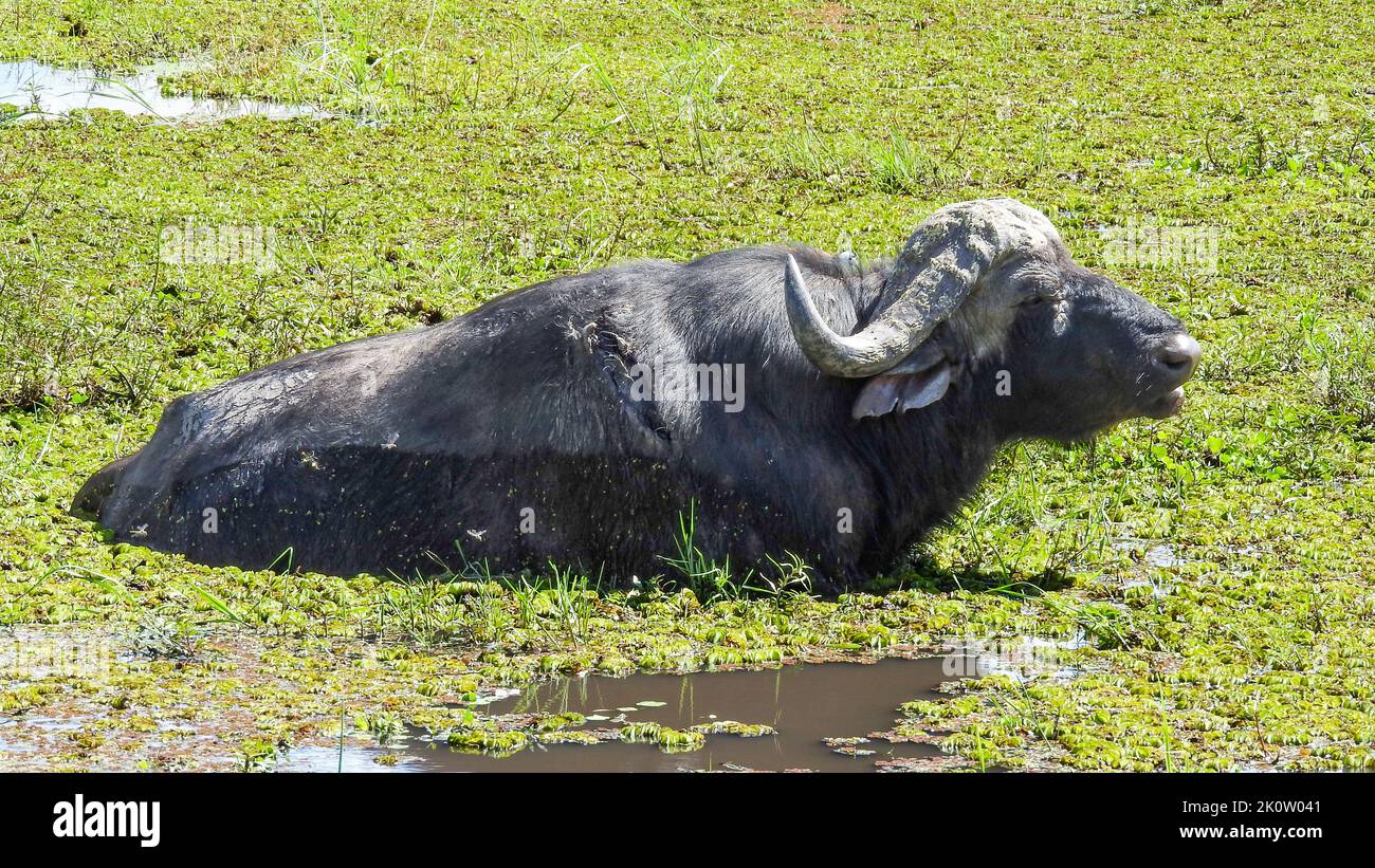 African water buffalo hi-res stock photography and images - Alamy