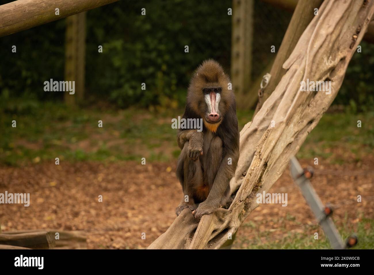 Large mandrill hi-res stock photography and images - Alamy
