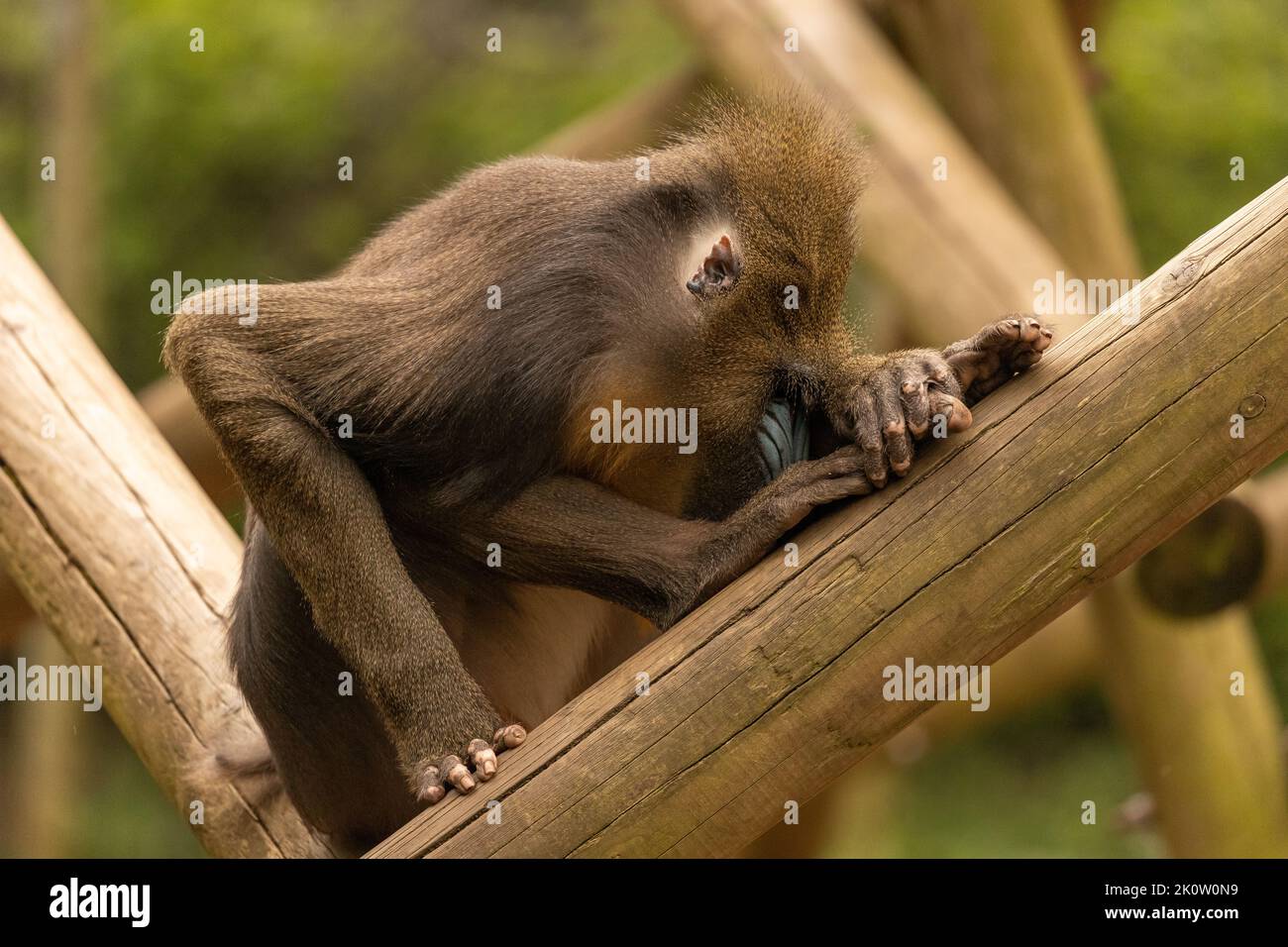 Side view of mandrill hi-res stock photography and images - Alamy