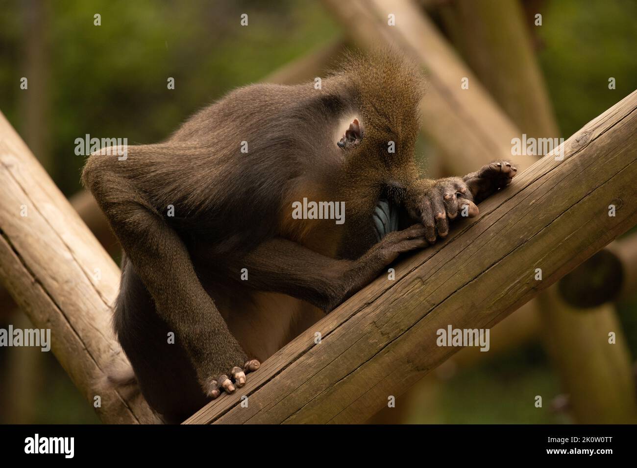 Side view of mandrill hi-res stock photography and images - Alamy