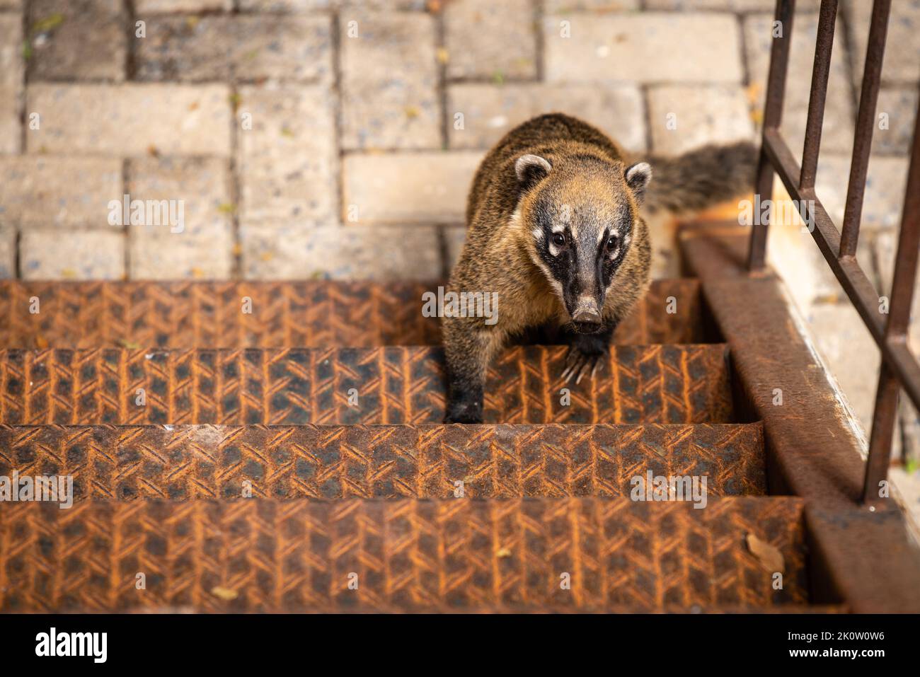 Rring-tailed coati climbing rusted metal stairs in Belo Horizonte ...