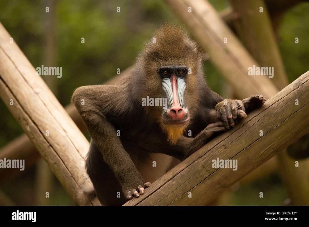 Side view of mandrill hi-res stock photography and images - Alamy