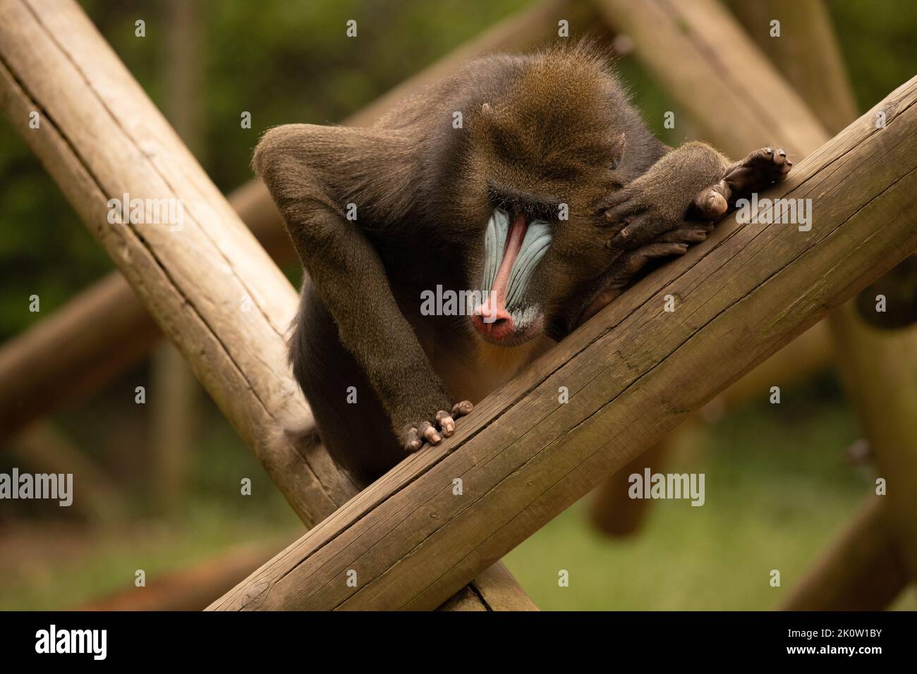 Side view of mandrill hi-res stock photography and images - Alamy