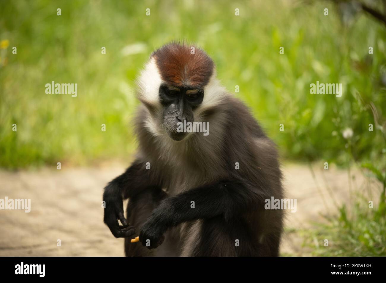 Cherry Crowned Collared Mangabey Monkey relaxing and yawning outside ...